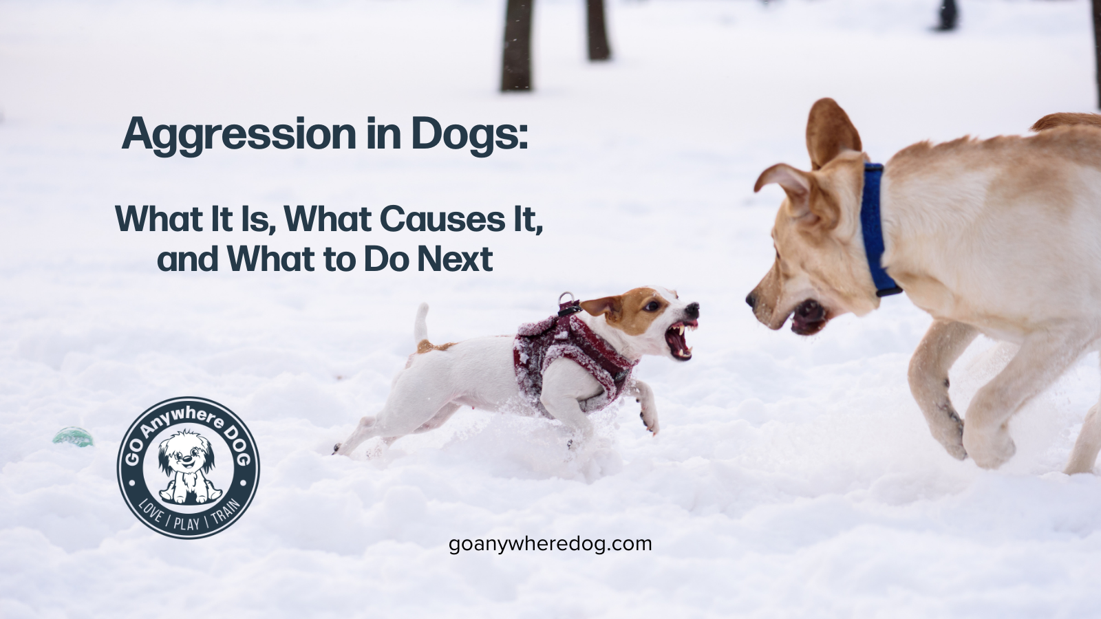 Aggression in Dogs: Causes, Warning Signs & Next Steps | GAD